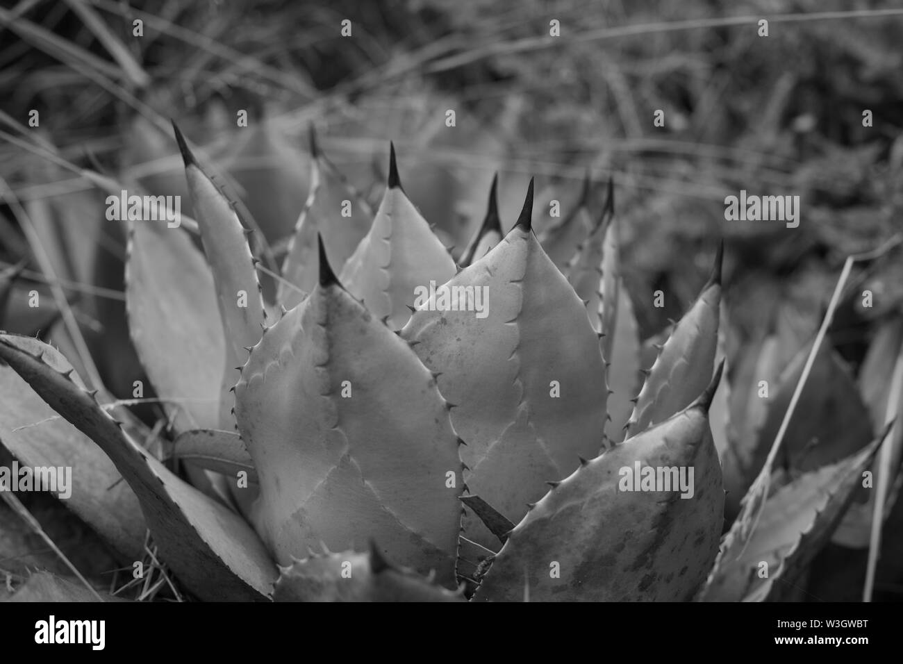 Parry's agave hi-res stock photography and images - Alamy