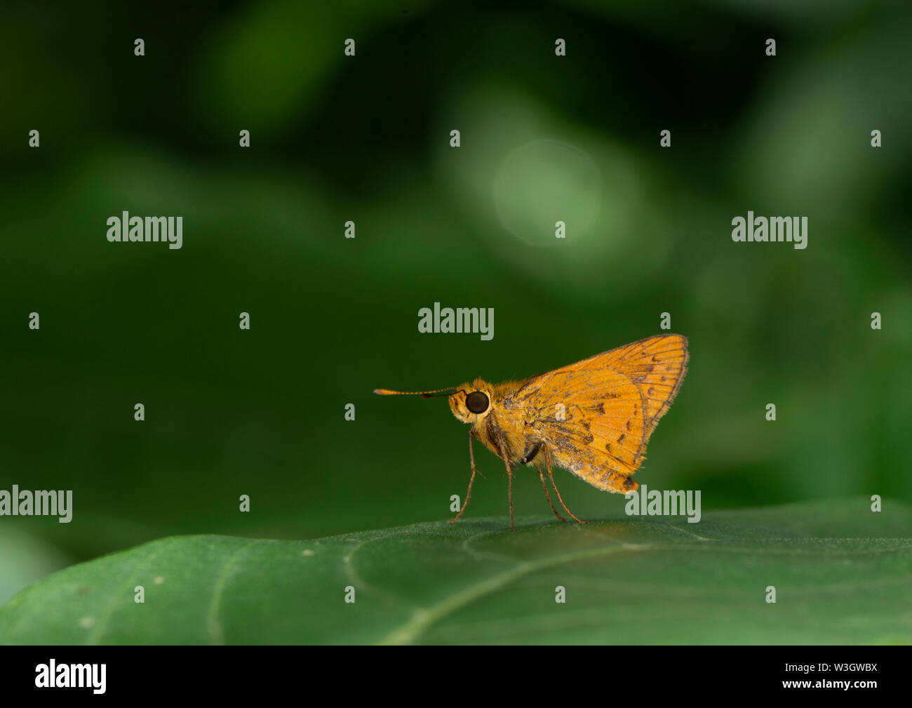 Dart butterfly hi-res stock photography and images - Alamy