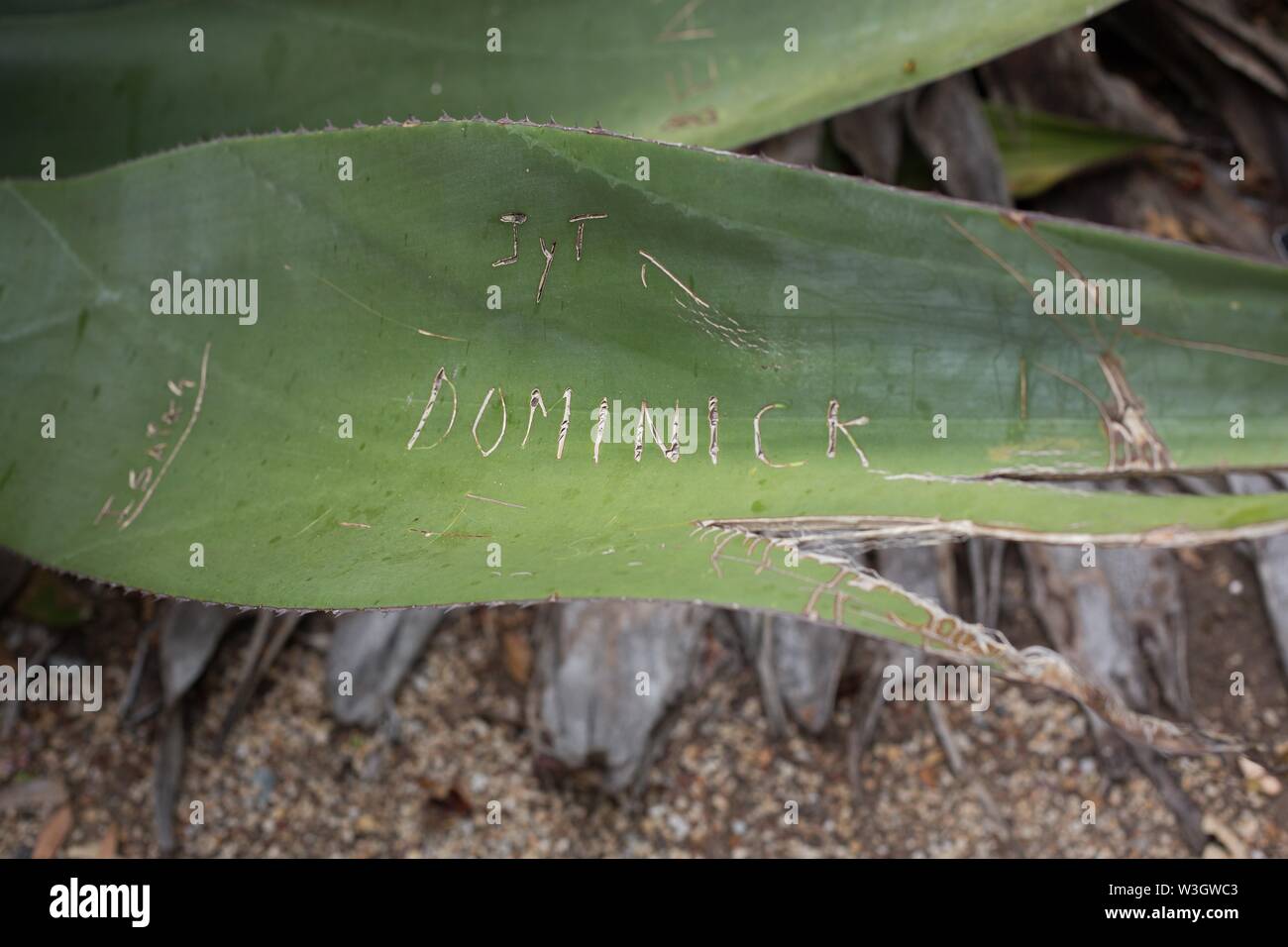 Carved graffiti on an aloe plant Stock Photo - Alamy