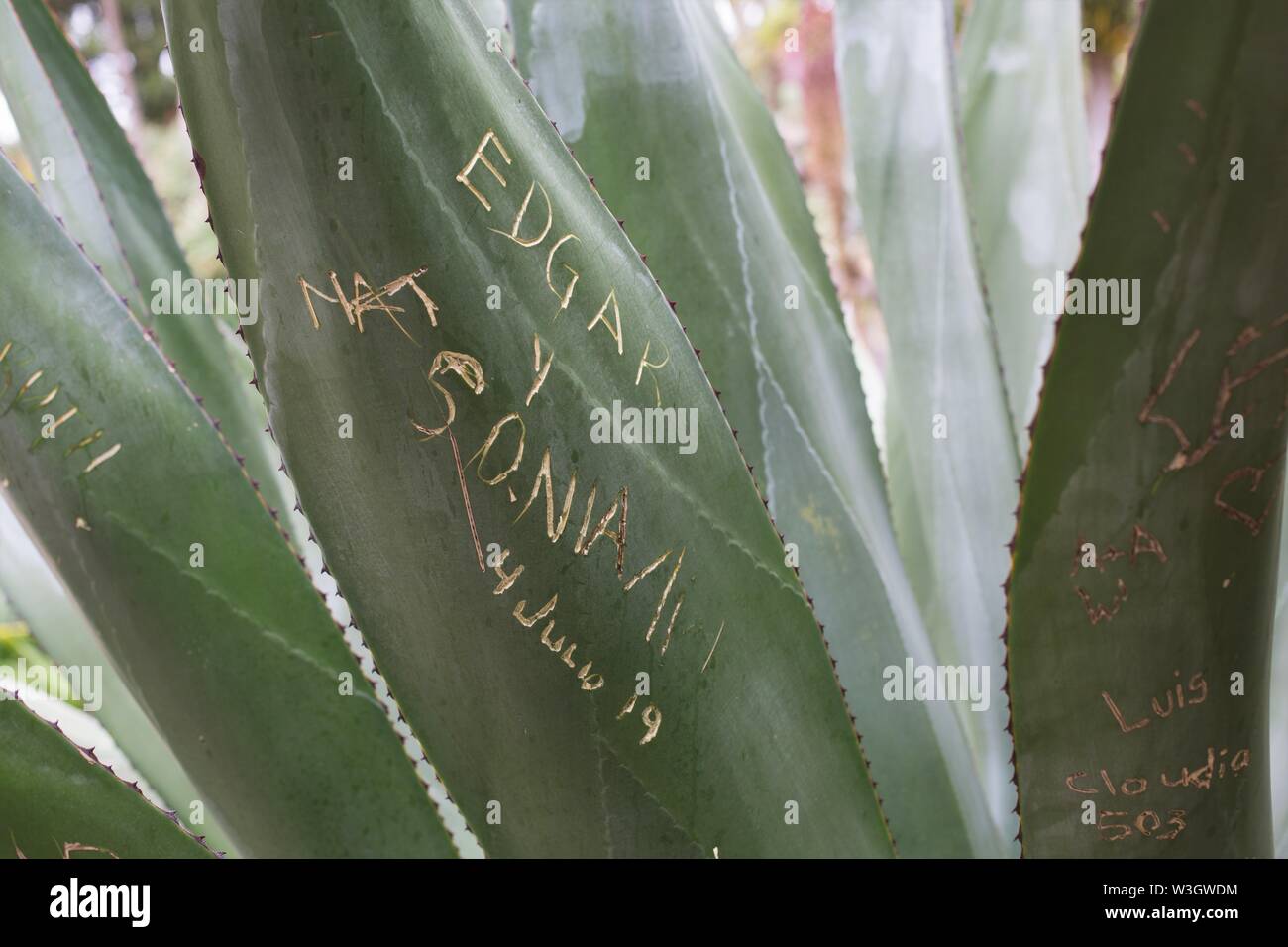 Carved graffiti on an aloe plant Stock Photo - Alamy