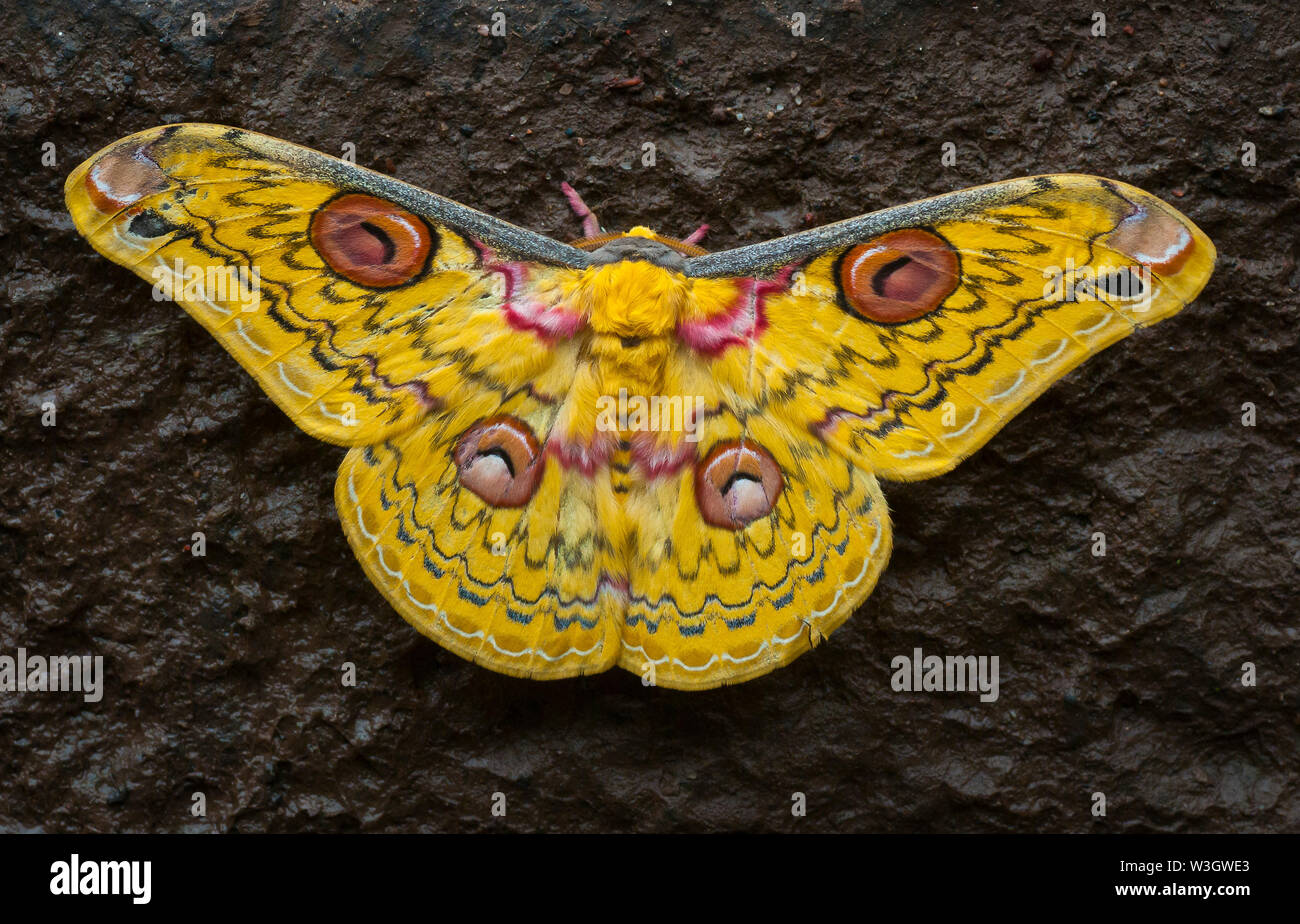 Golden Emporer Moth seen at Bhimashankar ,maharashtra ,india Stock ...