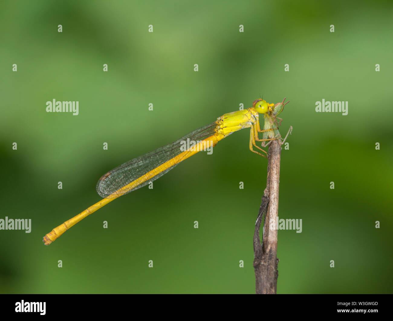 Coromandal marsh dart hi-res stock photography and images - Alamy