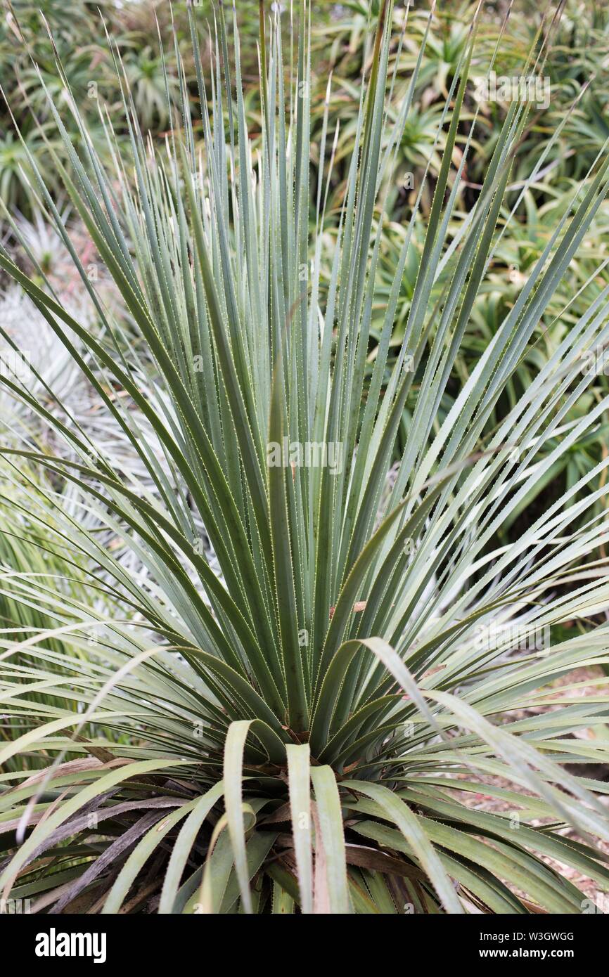 Dasylirion wheeleri plant Stock Photo - Alamy