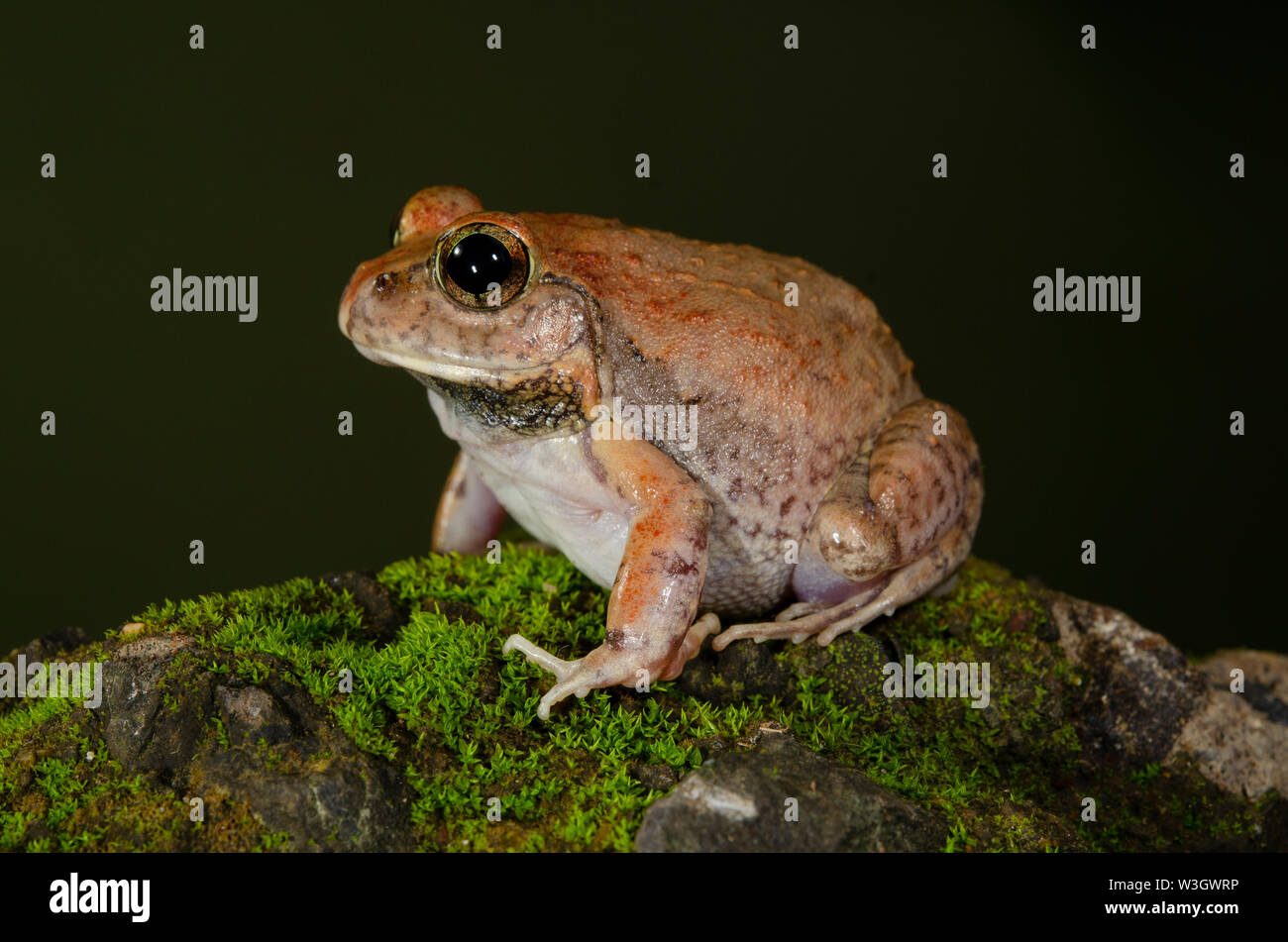 Burrowing frog hi-res stock photography and images - Alamy