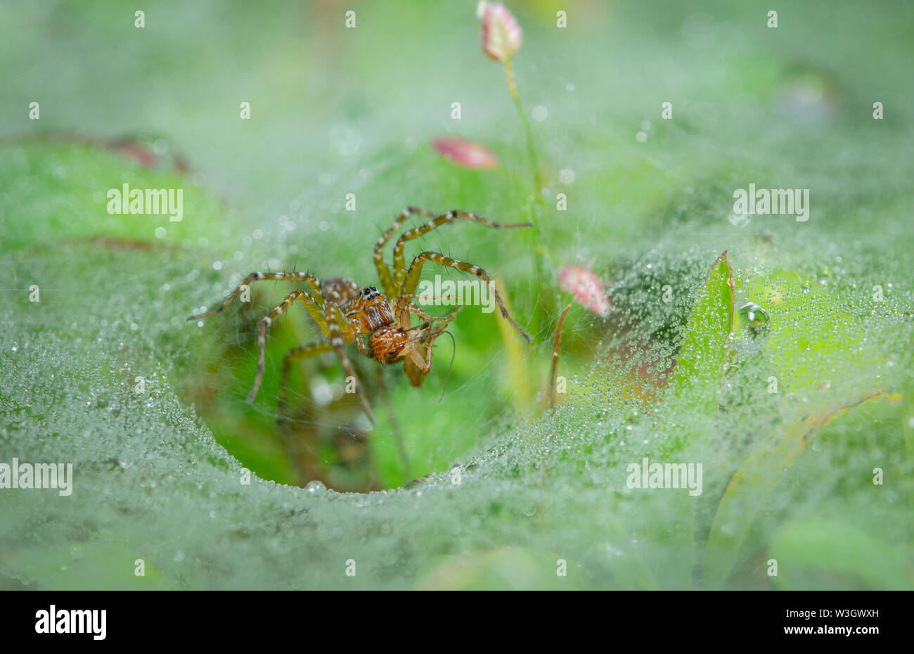 Tunnel web Spider with Kill seen at Goa,india Stock Photo - Alamy