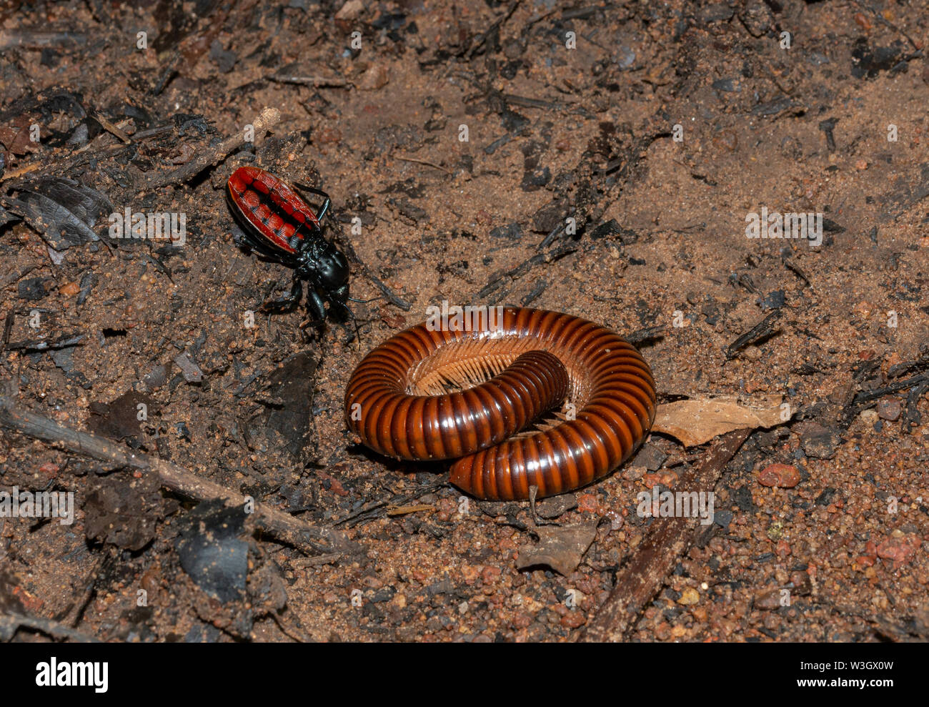 Beetle attacking Millipid seen at Goa,india Stock Photo - Alamy