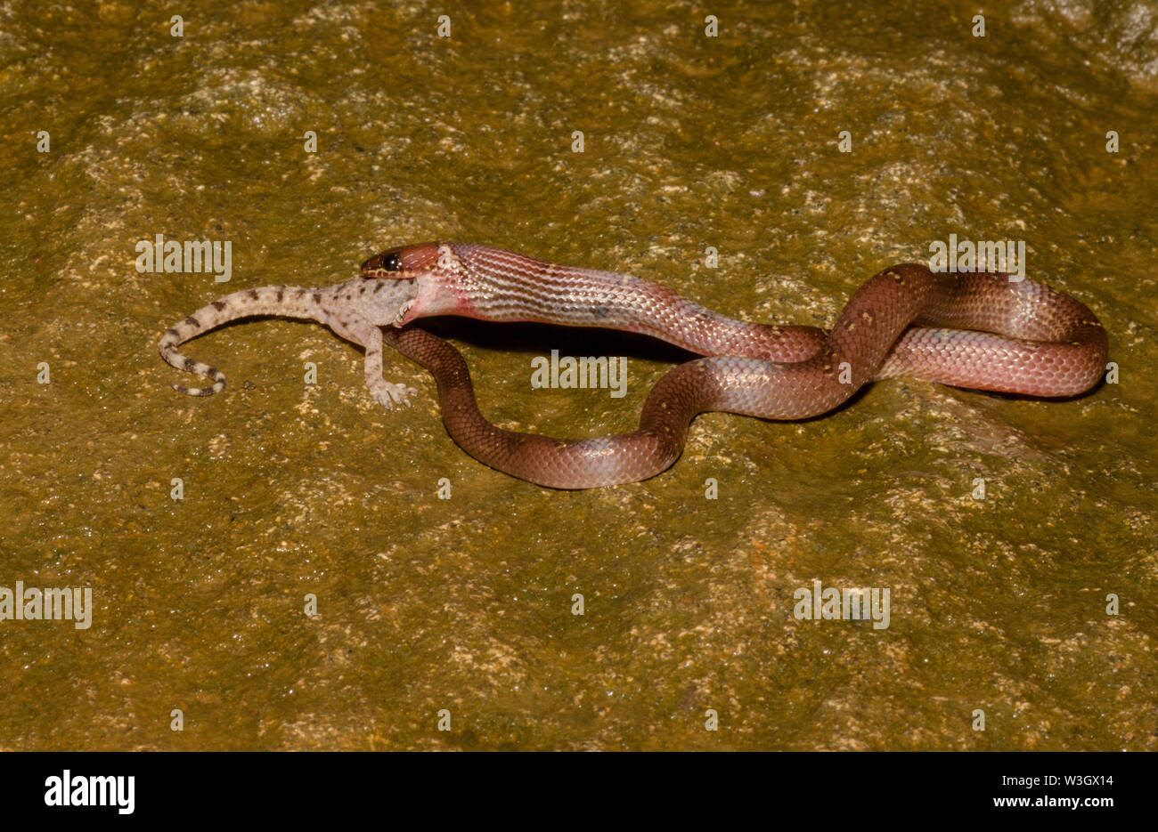 Common Wolf Snake eating Gecko seen at Thane,Maharashtra,india Stock ...