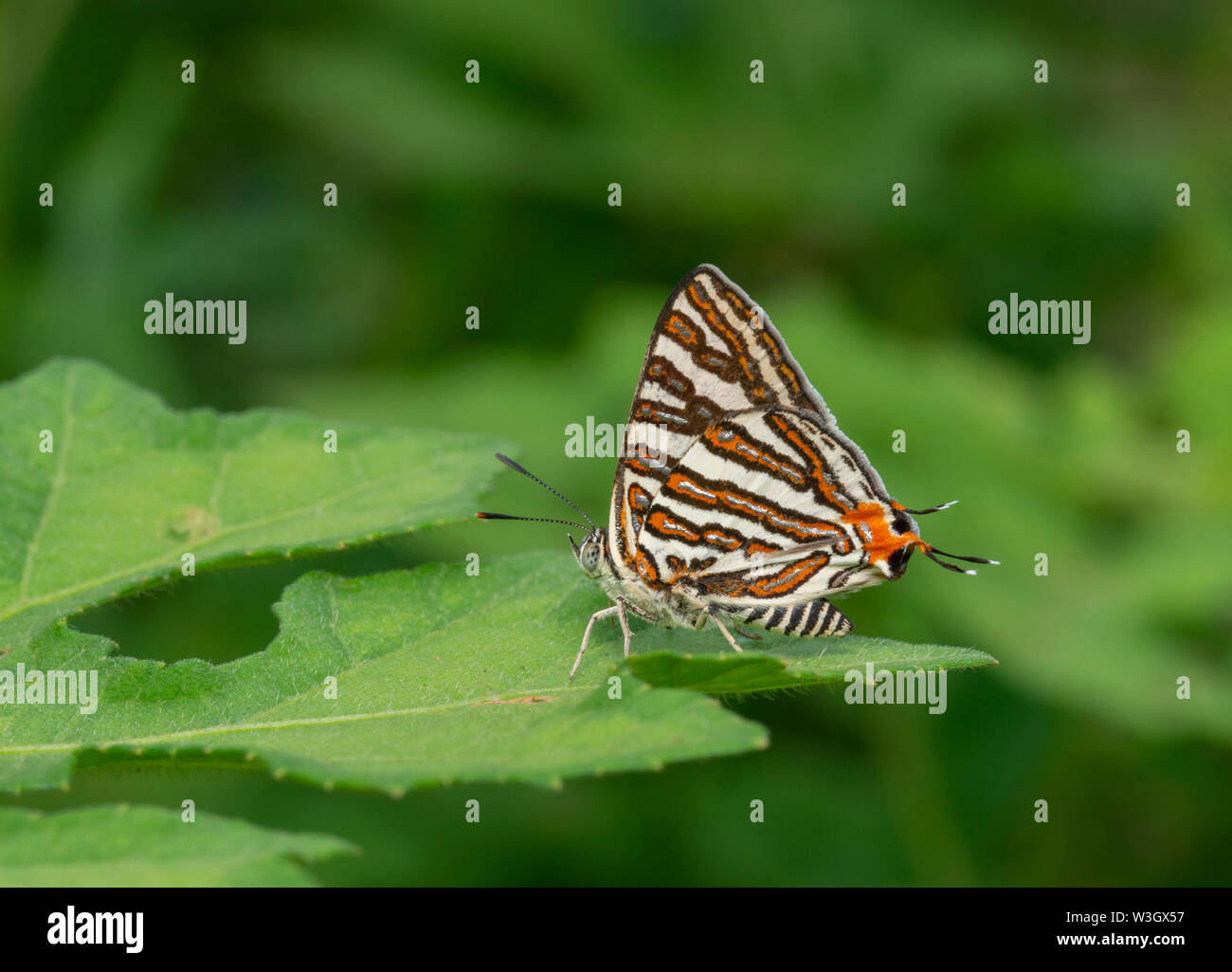 Silverline butterfly hi-res stock photography and images - Alamy