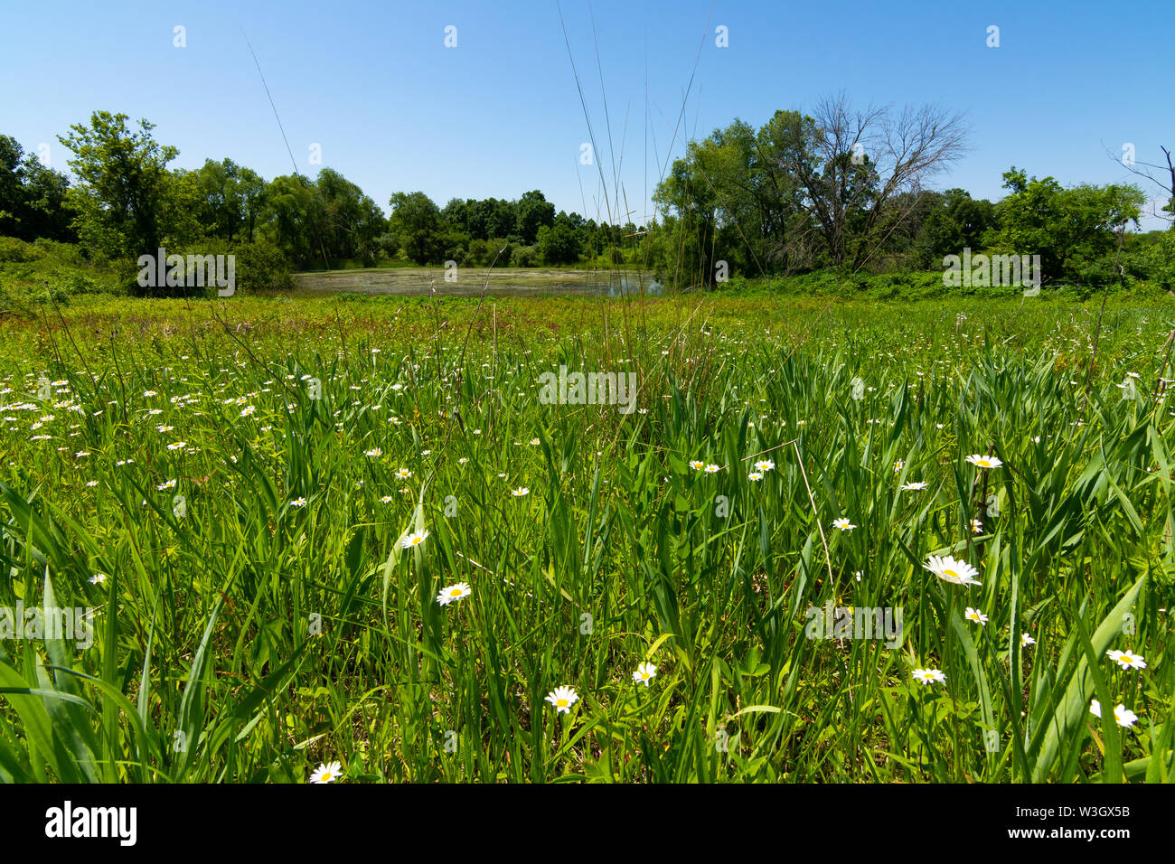 Summer landscape in Richard Bong State Recreational Area. Kansasville ...