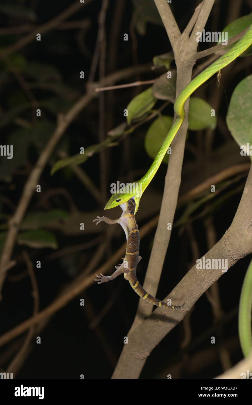 Snake eating gecko hi-res stock photography and images - Alamy