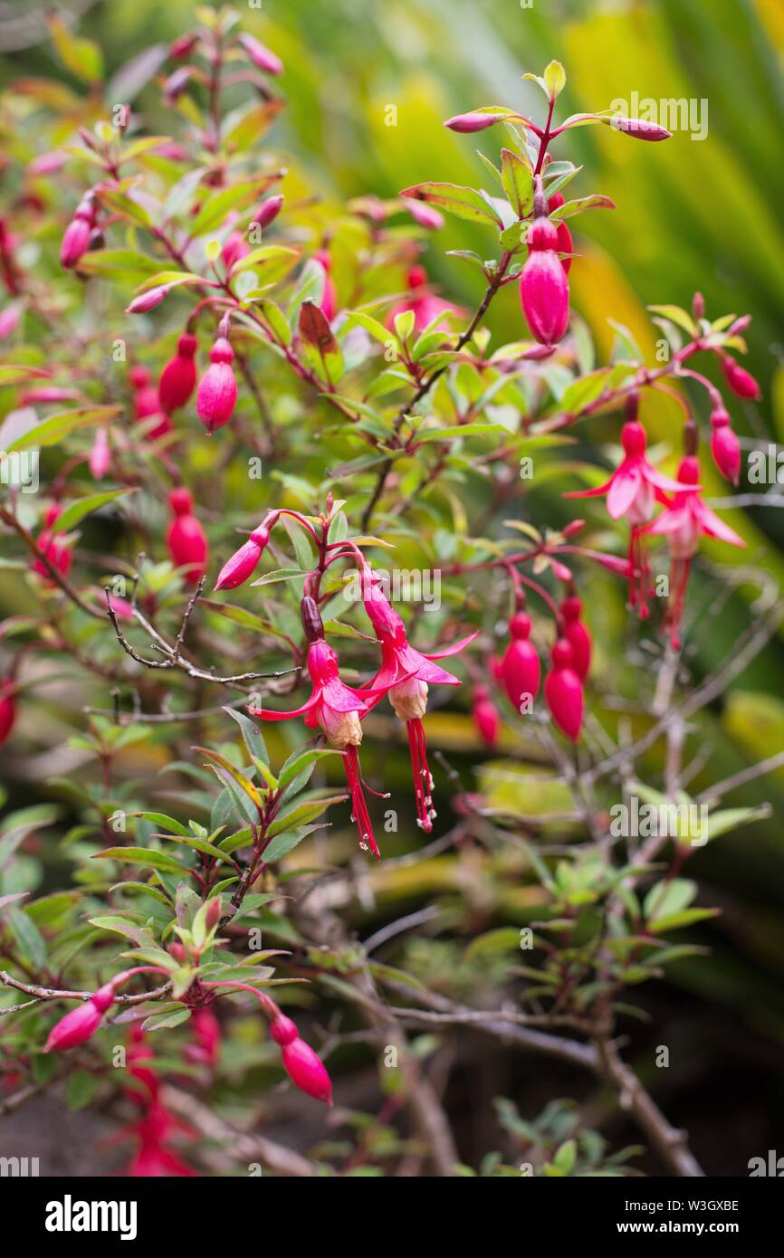 The rodney gardens hi-res stock photography and images - Alamy