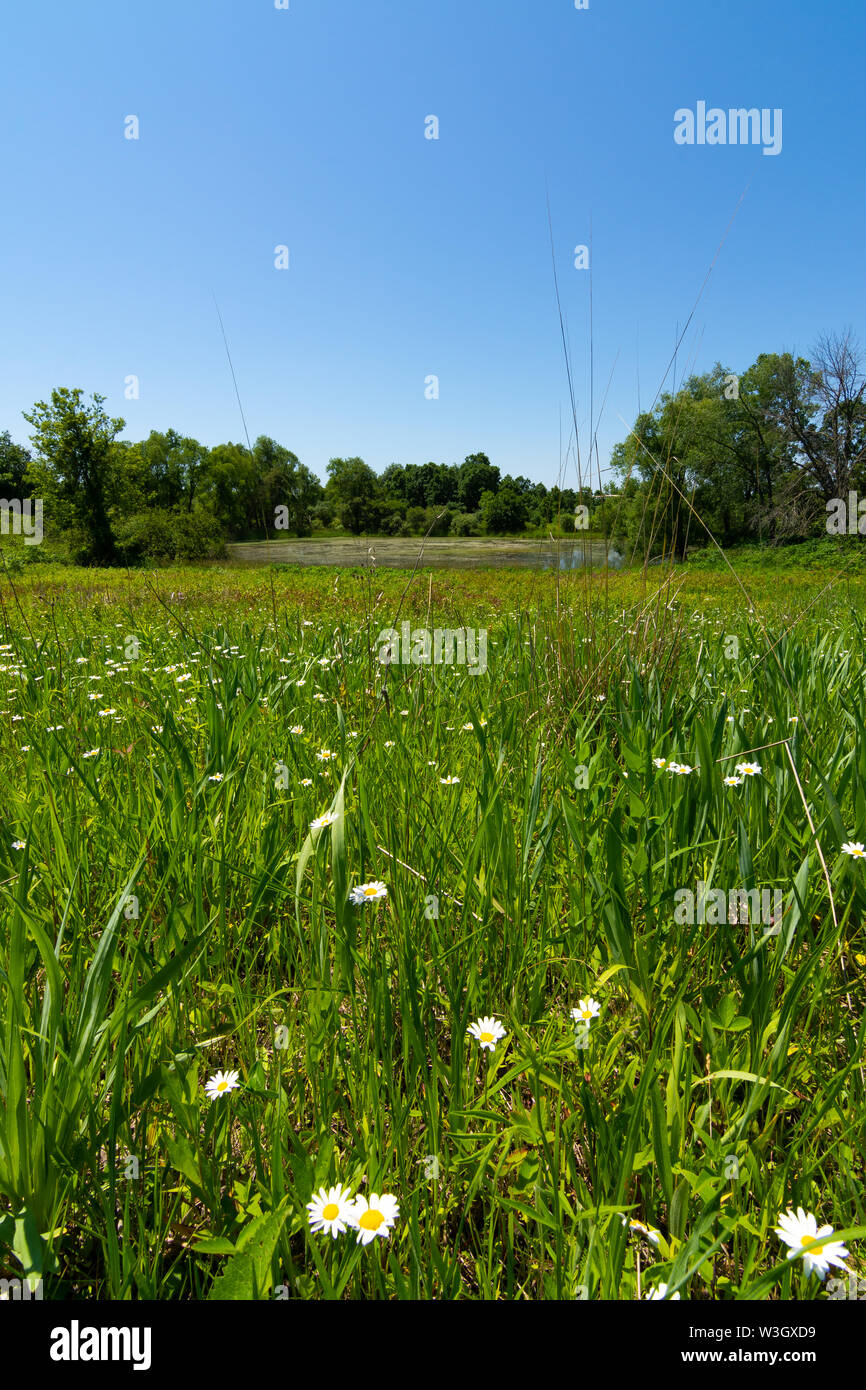Summer landscape in Richard Bong State Recreational Area. Kansasville ...