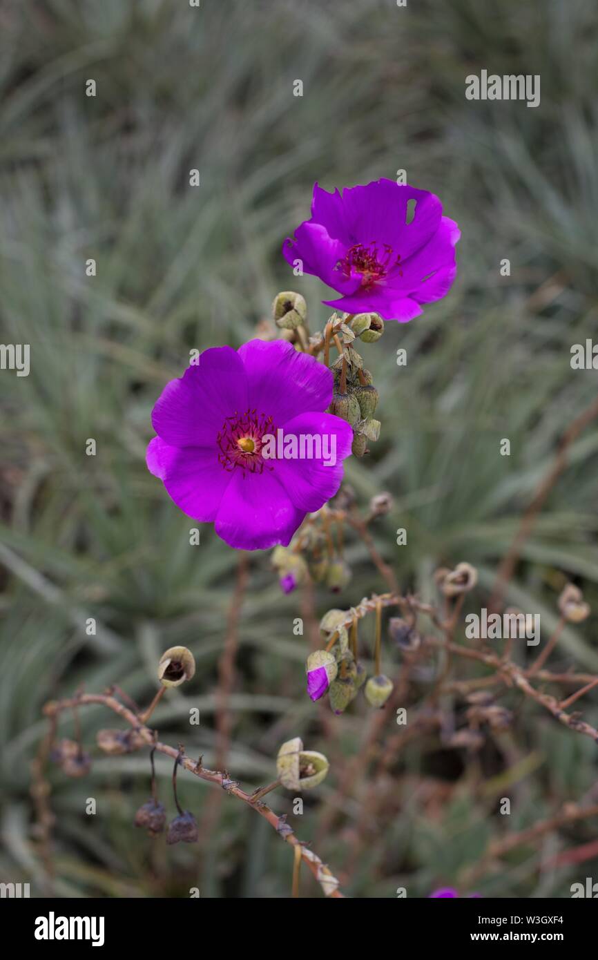 Purslane flower hi-res stock photography and images - Alamy