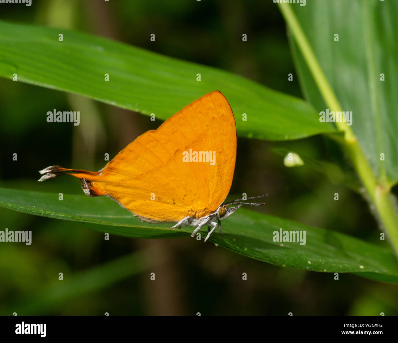 Yamfly hi-res stock photography and images - Alamy
