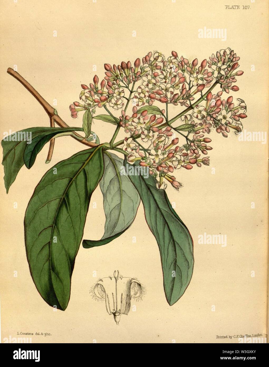 Cinchona calisaya hi-res stock photography and images - Alamy
