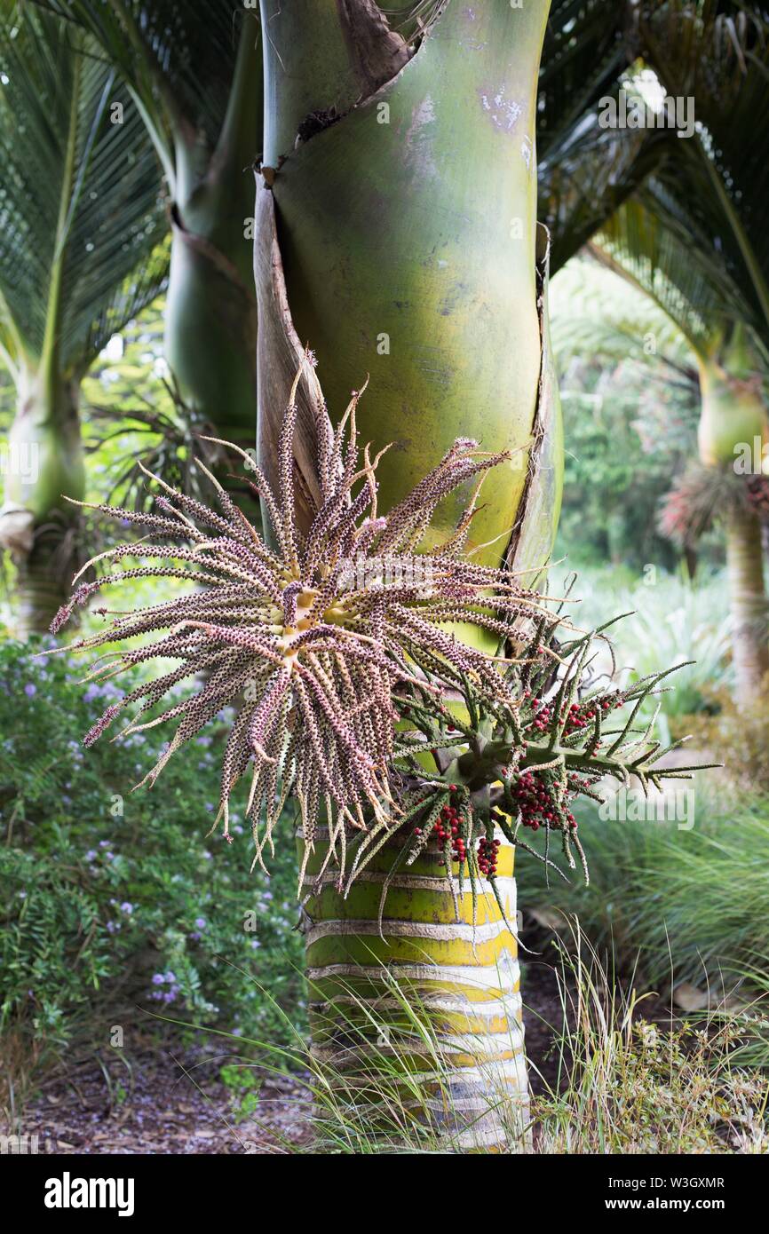 Rhopalostylis sapida also known as Nikau palm tree Stock Photo - Alamy
