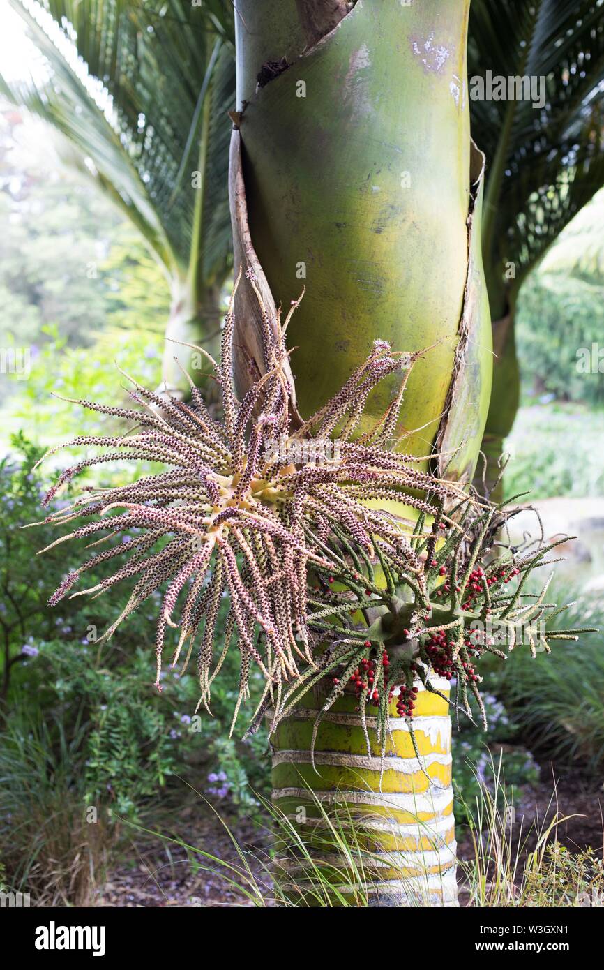 Rhopalostylis sapida also known as Nikau palm tree Stock Photo - Alamy