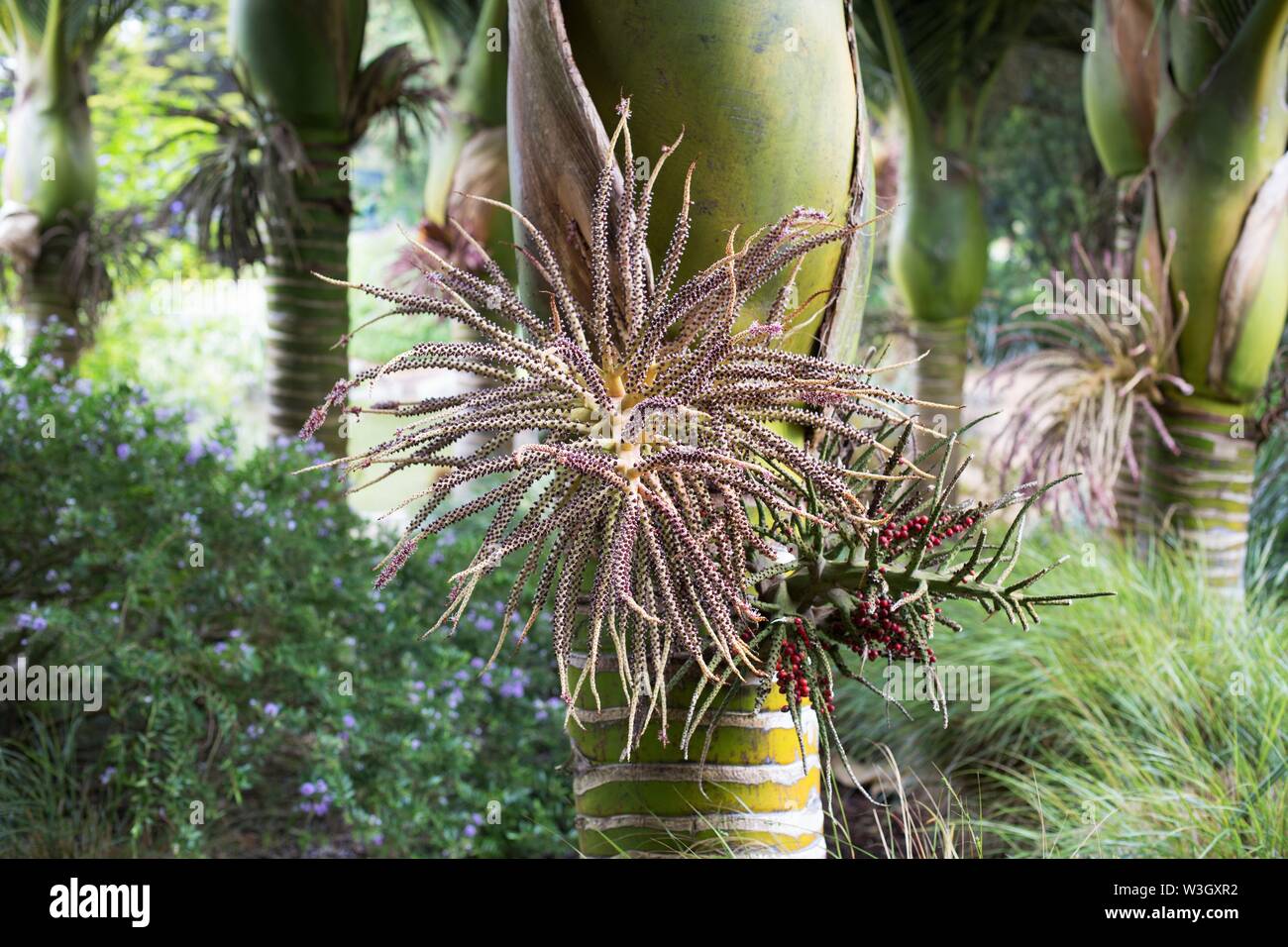 Rhopalostylis sapida also known as Nikau palm tree Stock Photo - Alamy