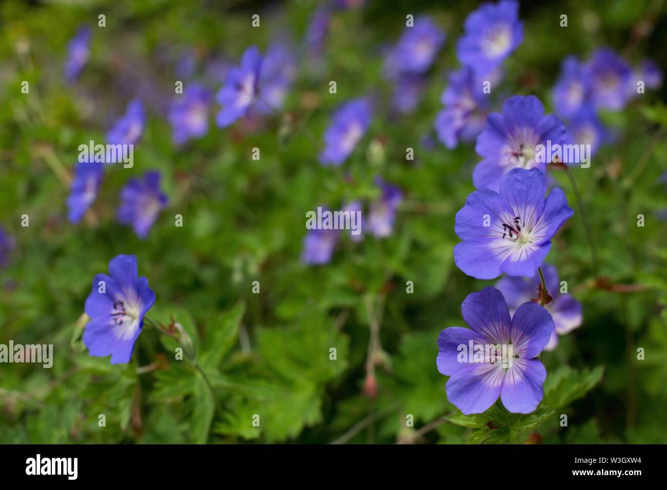 Geranium 'Rozanne' flowers Stock Photo - Alamy