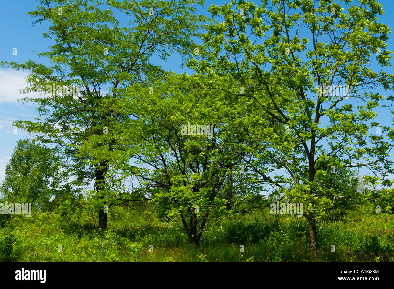 Richard bong state recreational area hi-res stock photography and ...