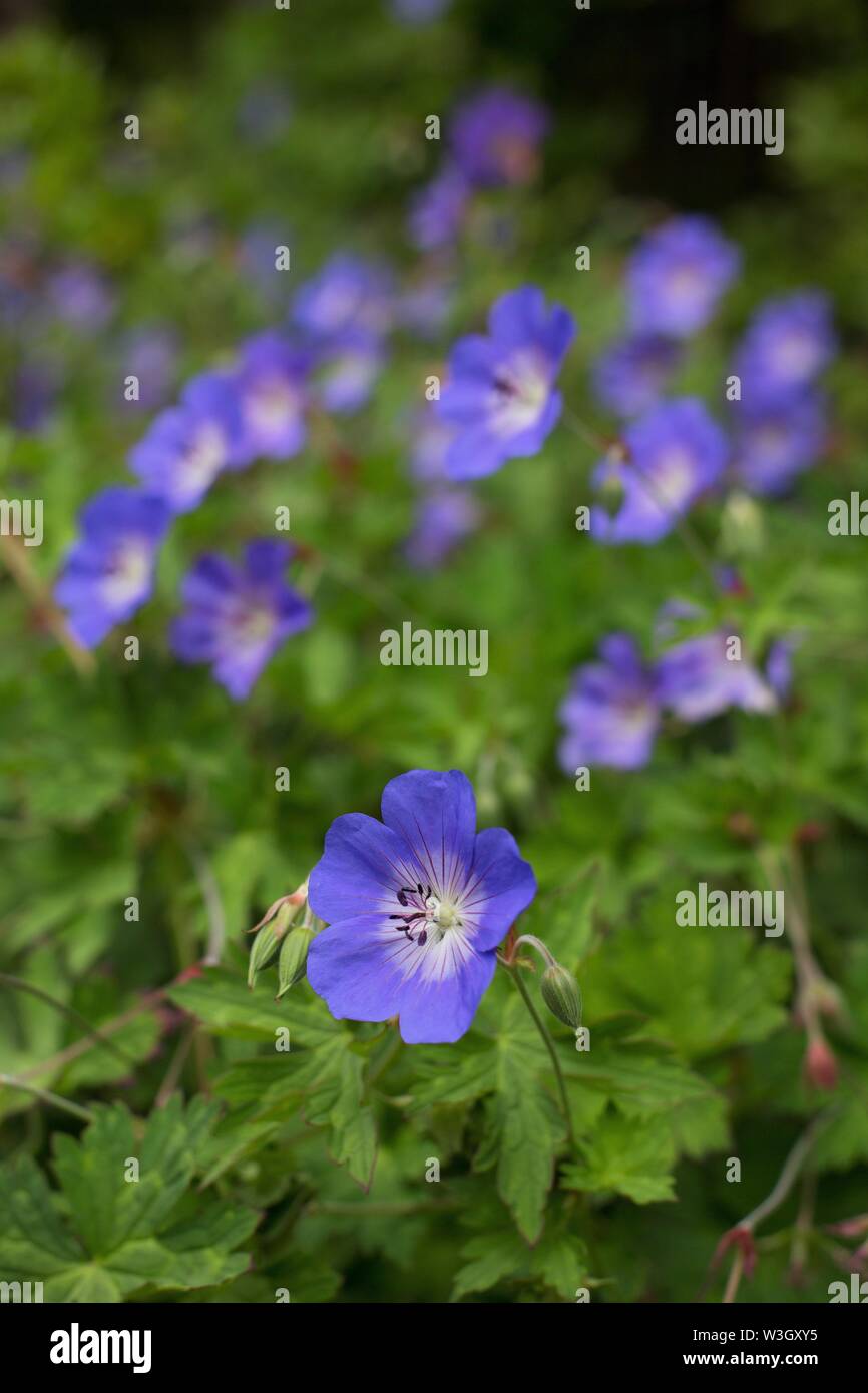 Geranium rozanne garden hi-res stock photography and images - Alamy