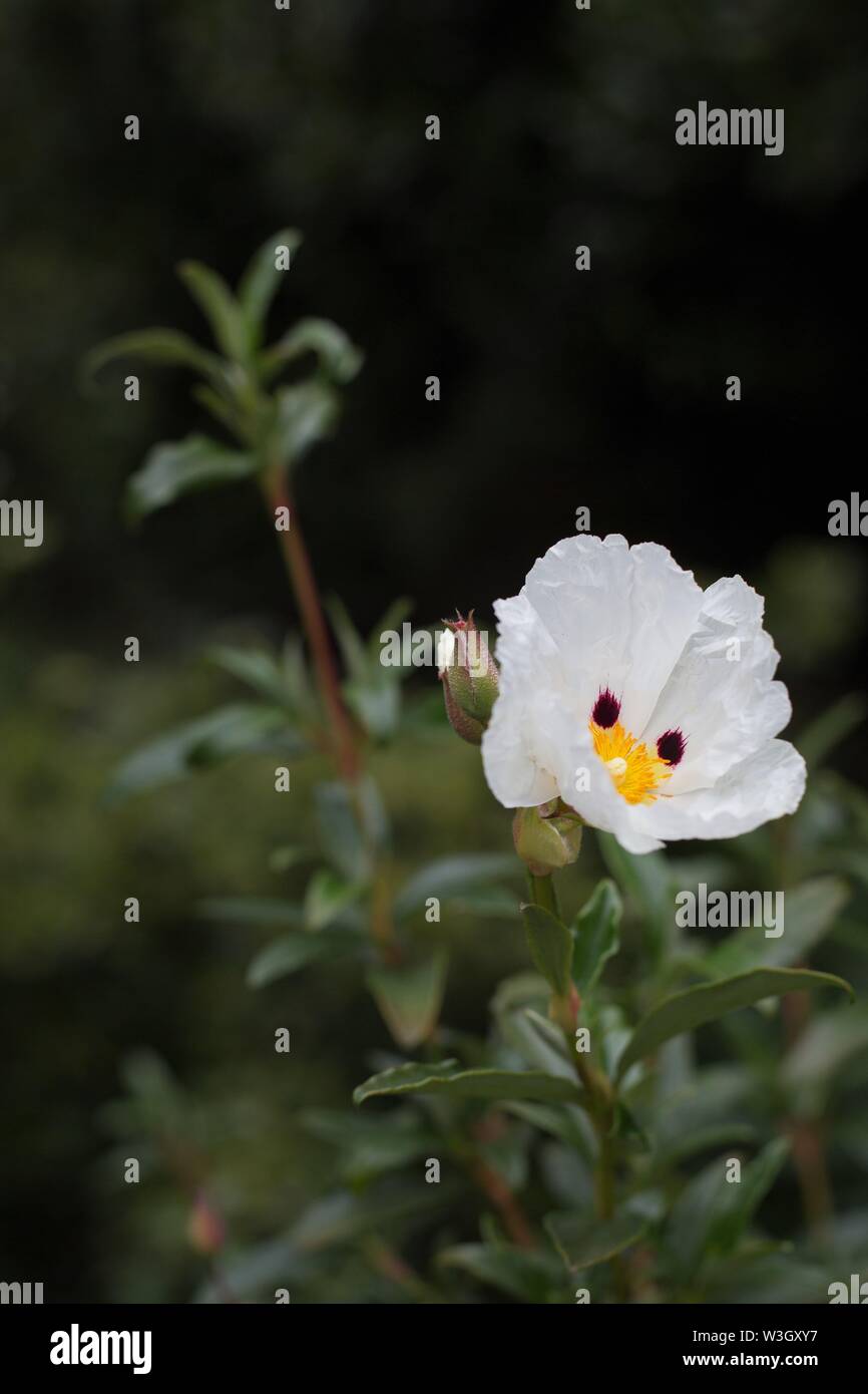 Cistus x cyprius 'Troubadour' flower Stock Photo - Alamy
