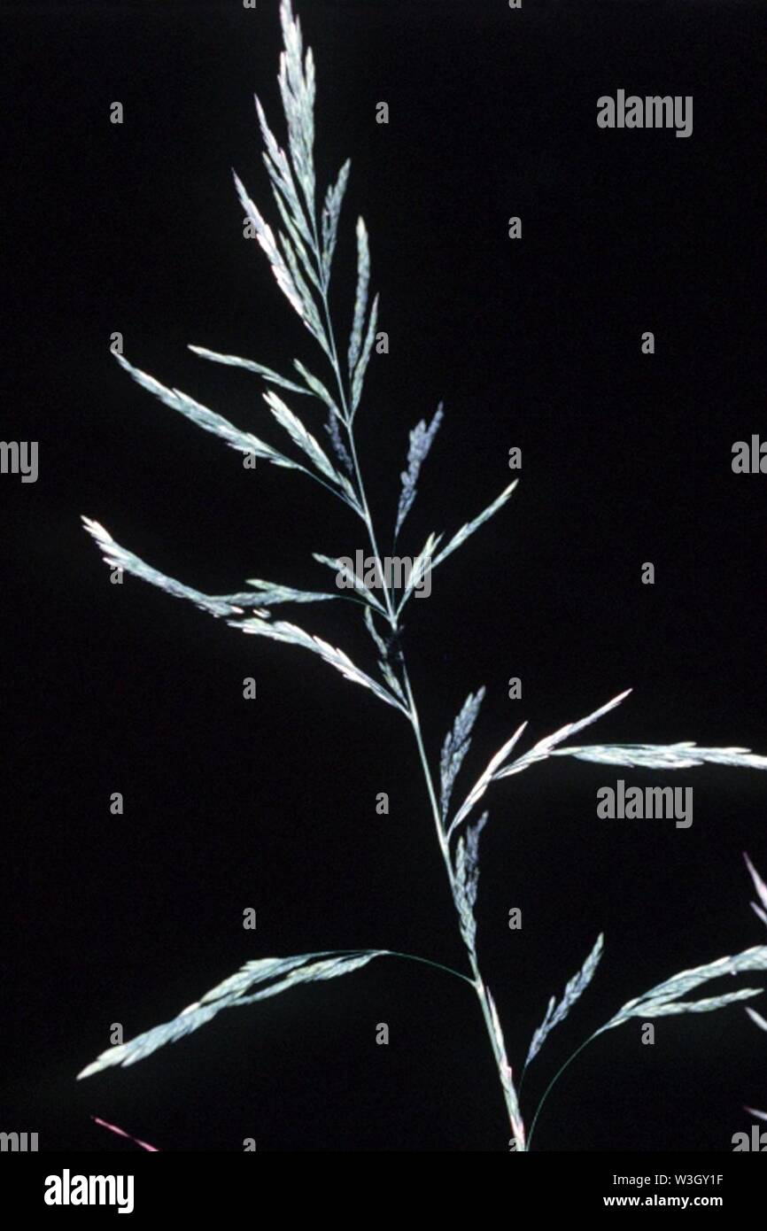 Cinna arundinacea hi-res stock photography and images - Alamy