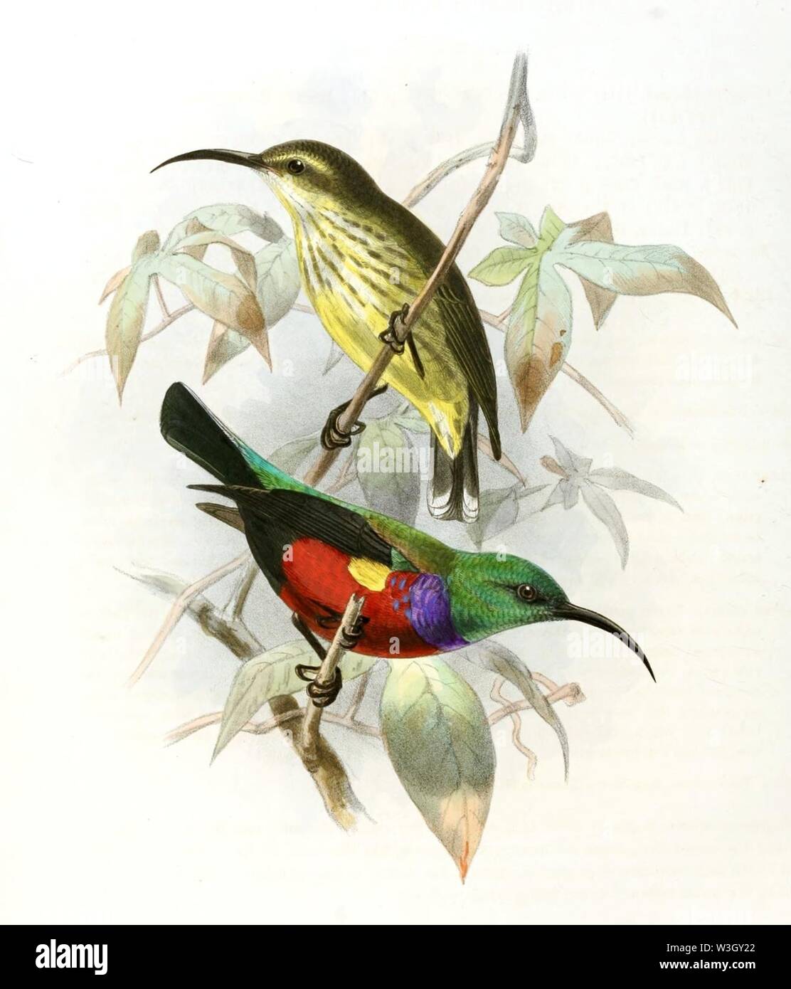 Johannae hi-res stock photography and images - Alamy