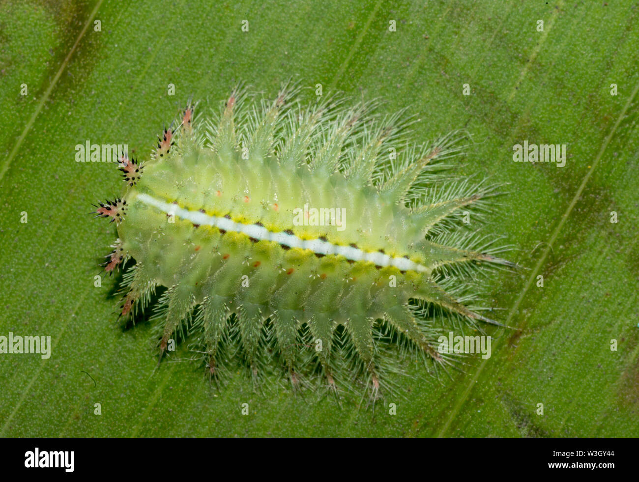 Limacodid moth hi-res stock photography and images - Alamy