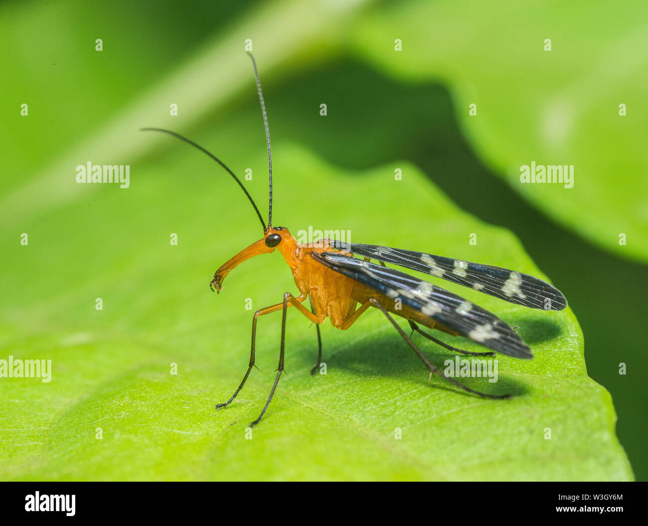 Scorpion babies hi-res stock photography and images - Alamy