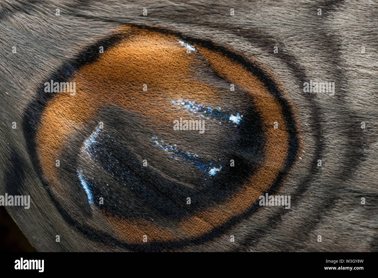 Owl moth Wings scale closeup seen at Thane,Maharashtra,india Stock ...