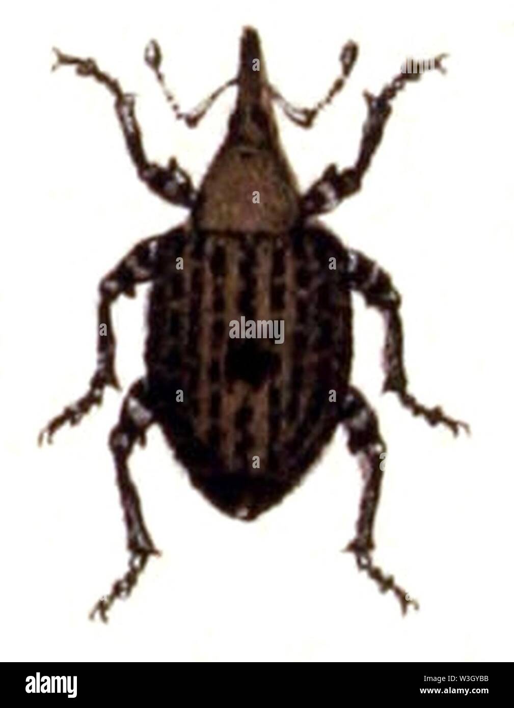 Thapsus collection hi-res stock photography and images - Alamy