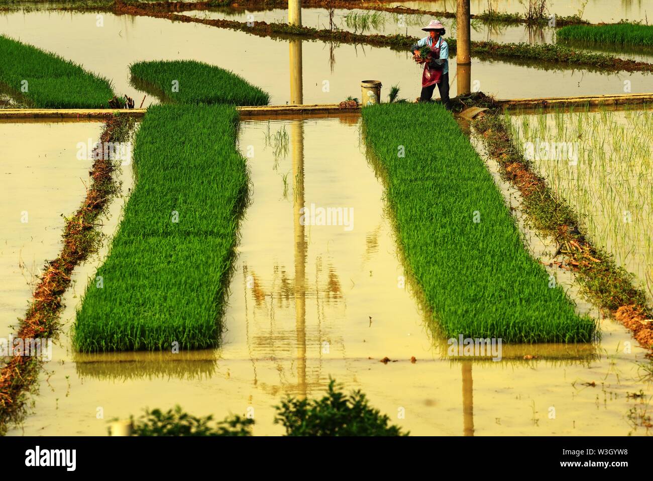 Transplanting of rice seedling hi-res stock photography and images - Alamy