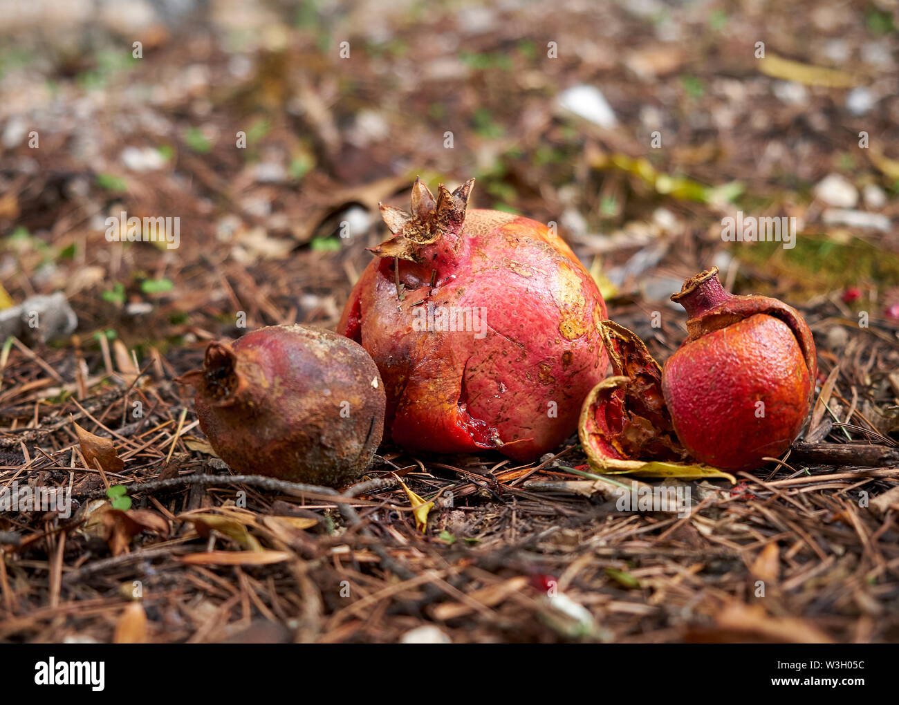 Grenade Fruit High Resolution Stock Photography and Images - Alamy