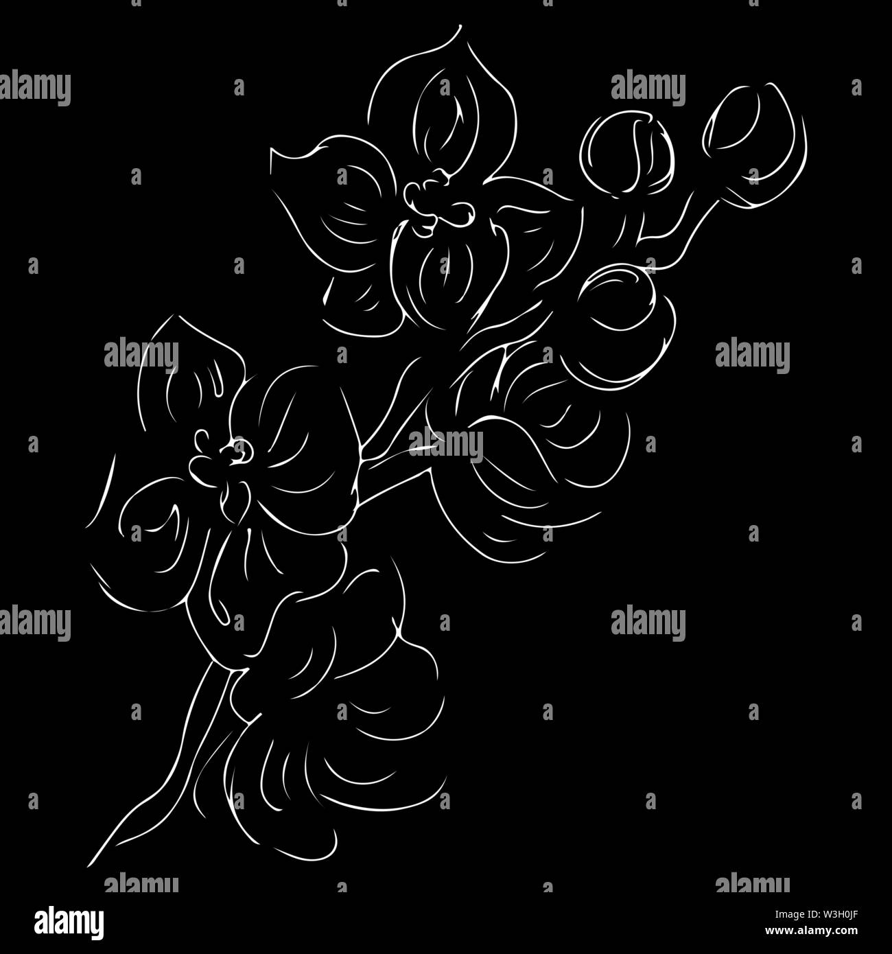Vintage doodle illustration with white orchid on black background. Line ...