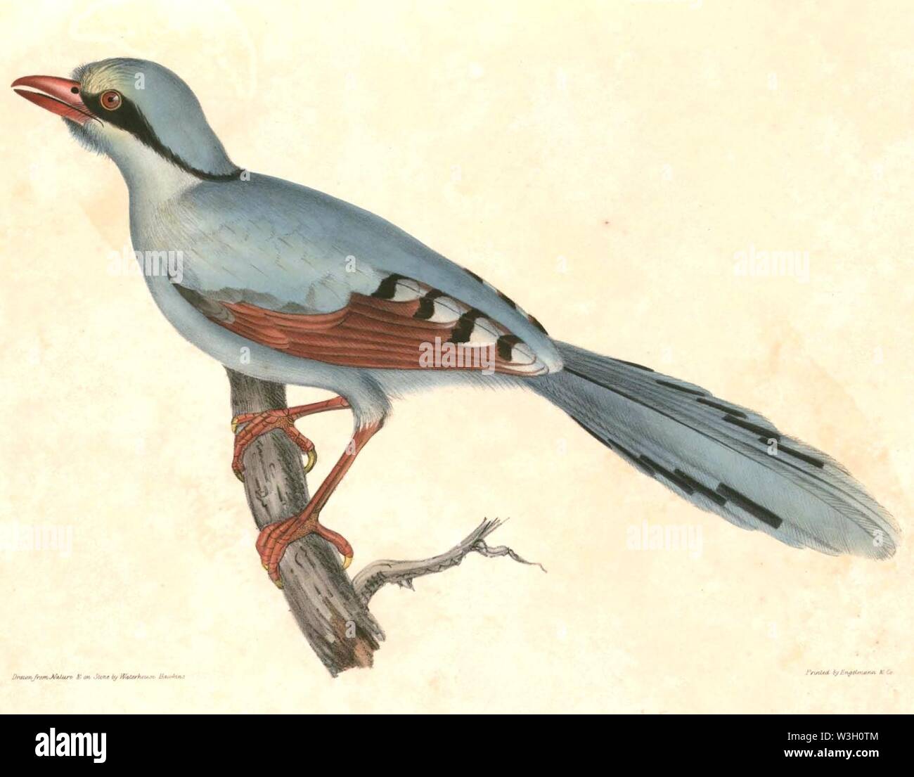 Cissa chinensis hi-res stock photography and images - Alamy