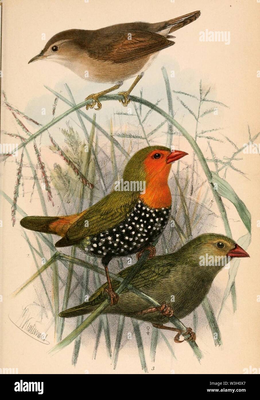 Mandingoa nitidula hi-res stock photography and images - Alamy