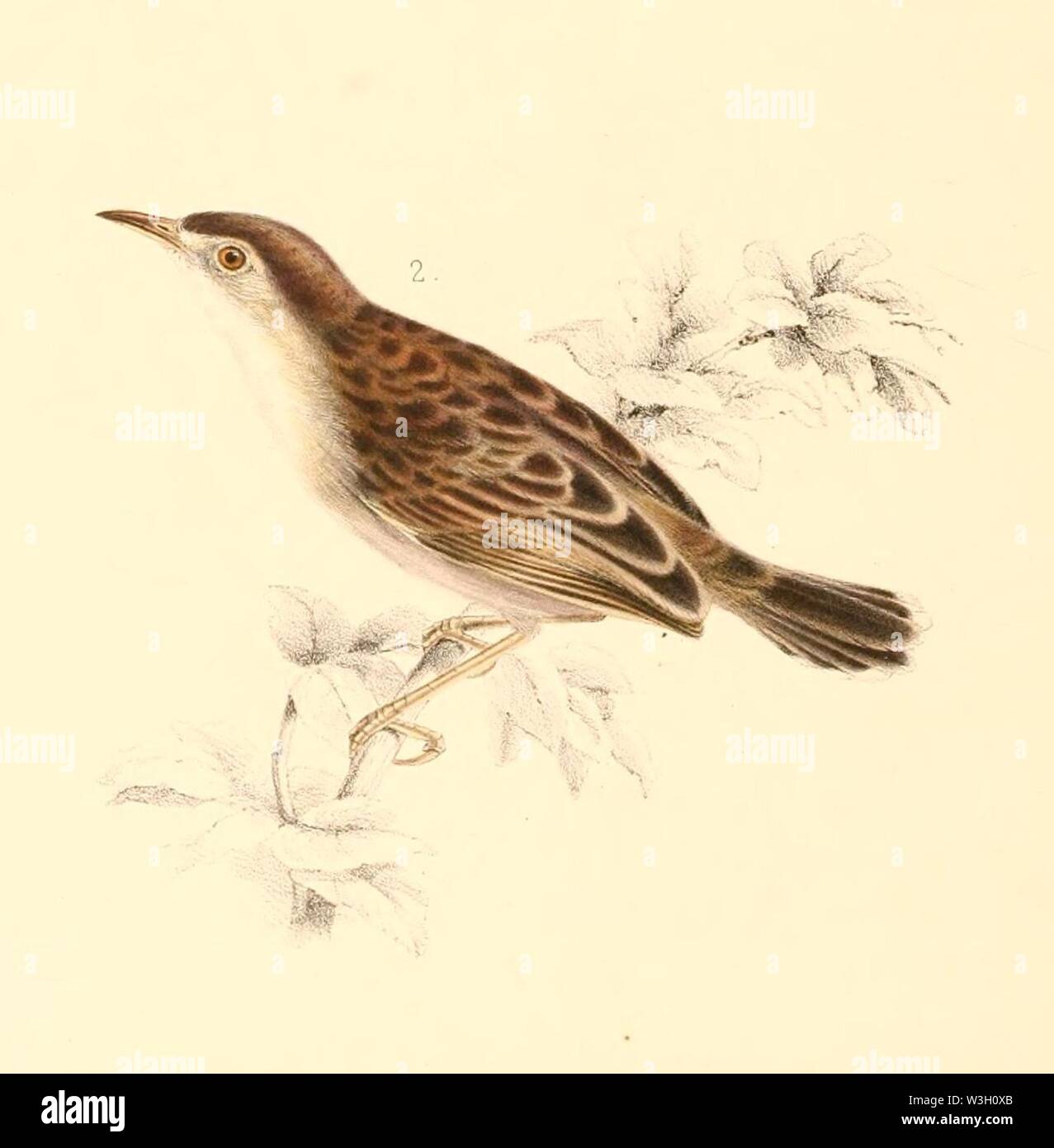 Cherina hi-res stock photography and images - Alamy