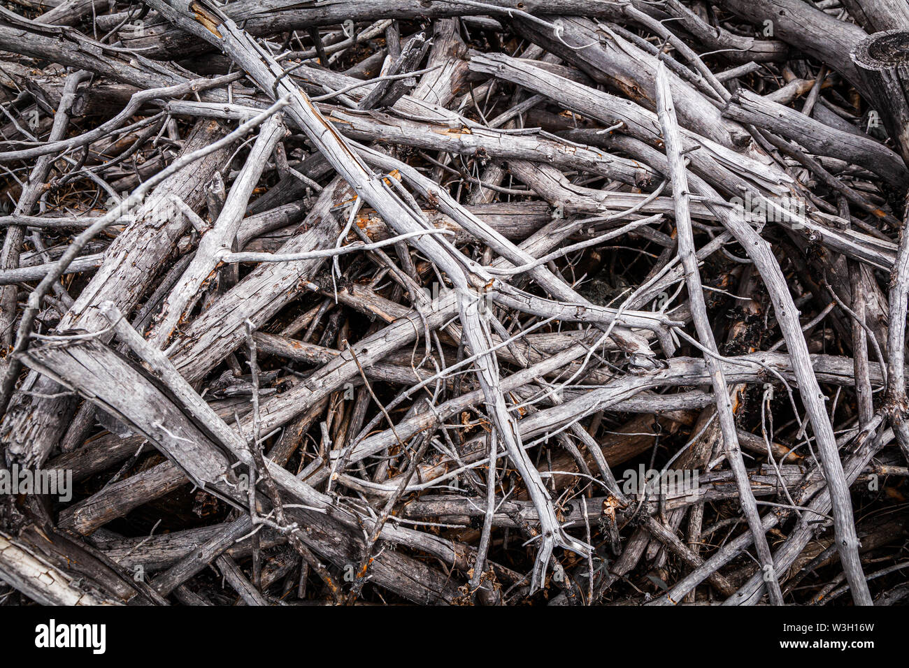 Close-up gray dry branches, texture from tree branches Stock Photo - Alamy