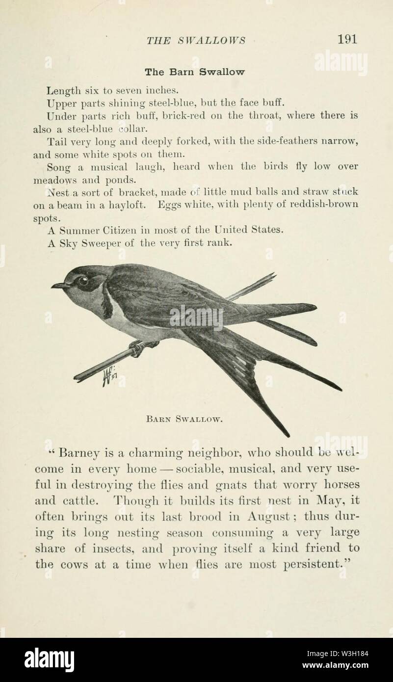 Citizen bird (Page 191 Stock Photo - Alamy