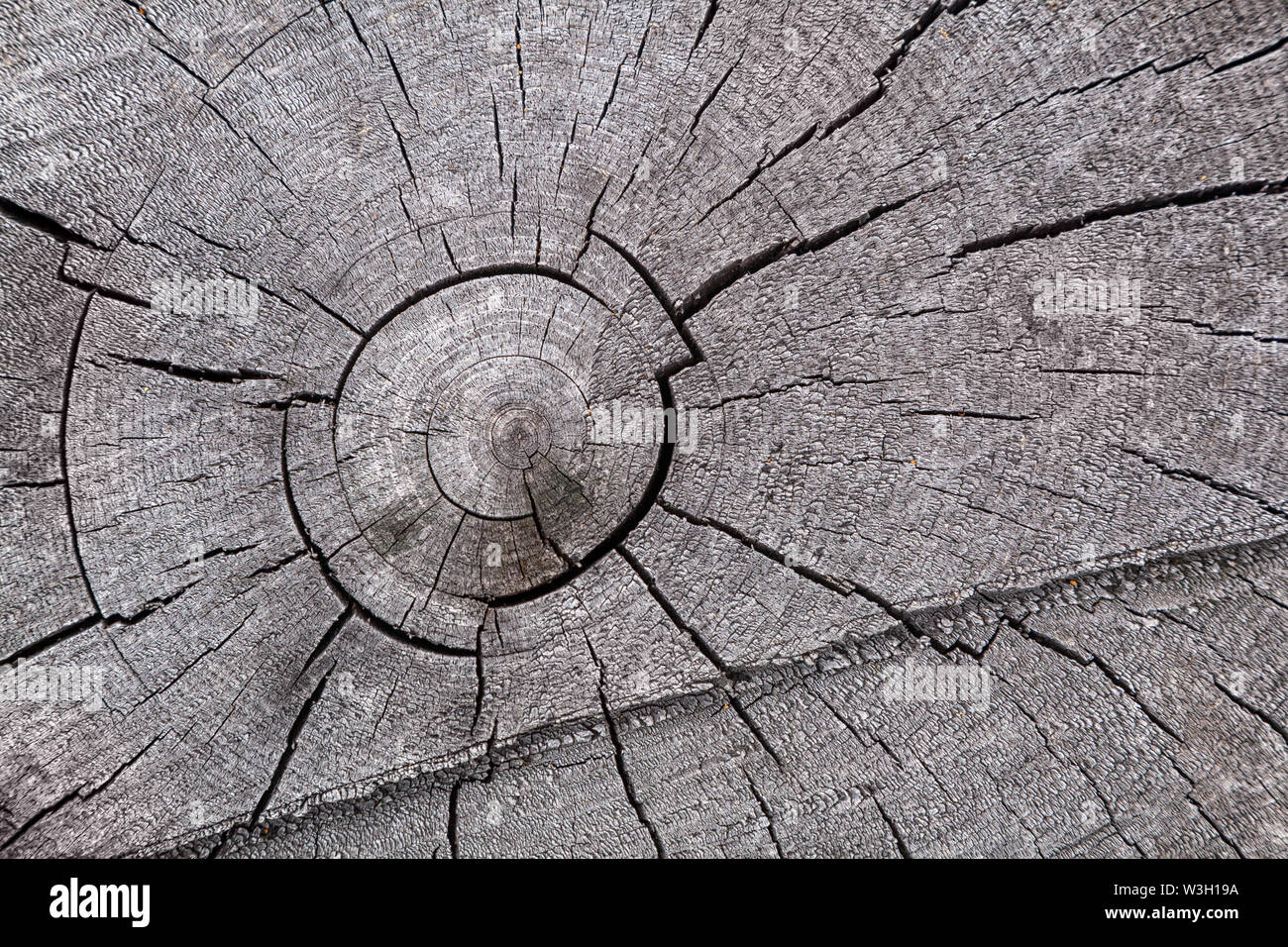 Close-up gray dry tree trunk, tree branches texture Stock Photo - Alamy
