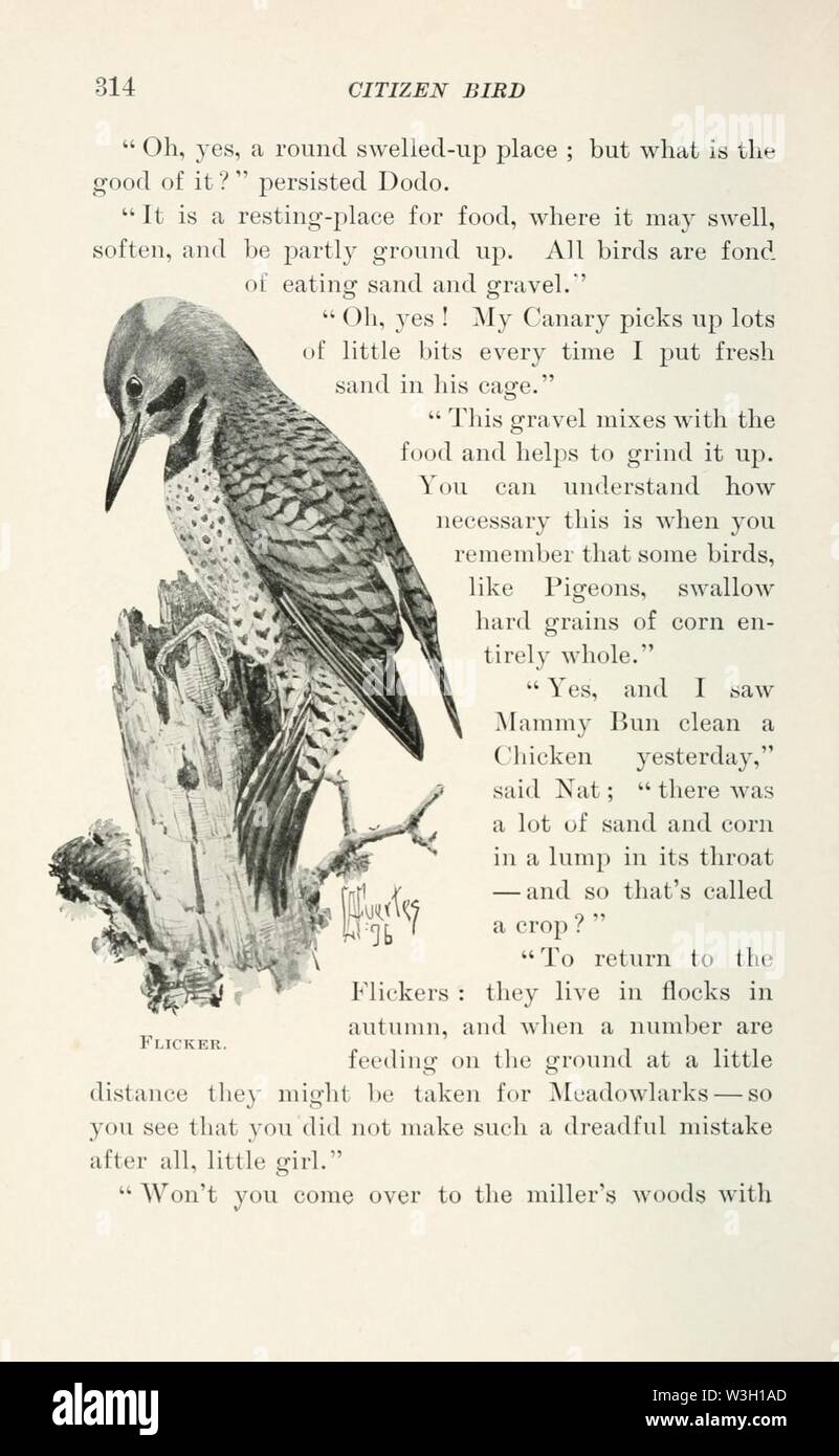 Citizen bird (Page 314 Stock Photo - Alamy