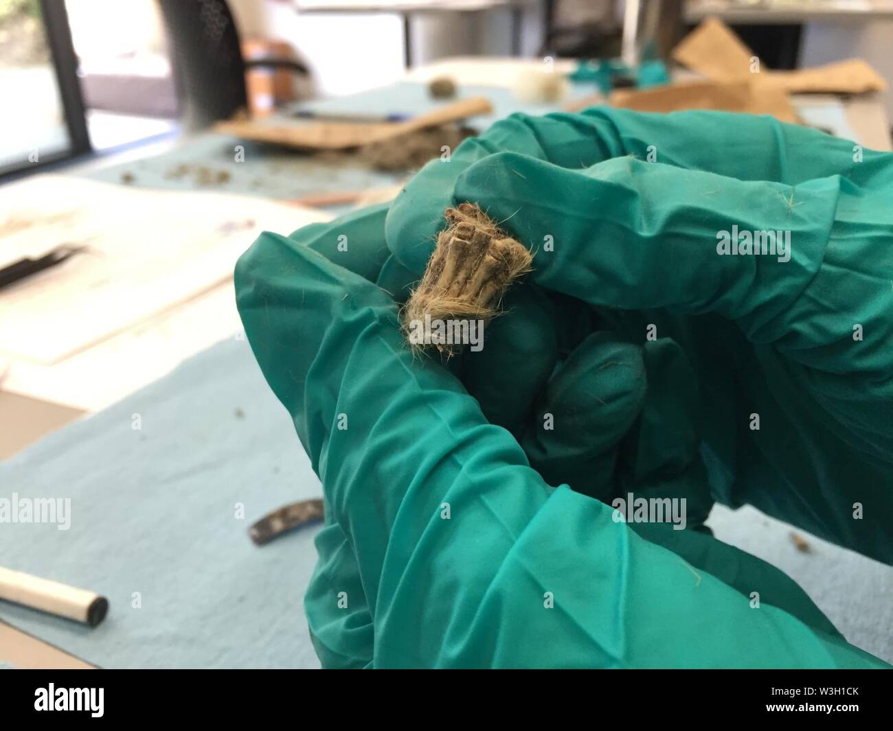 Citizen scientists hi-res stock photography and images - Alamy