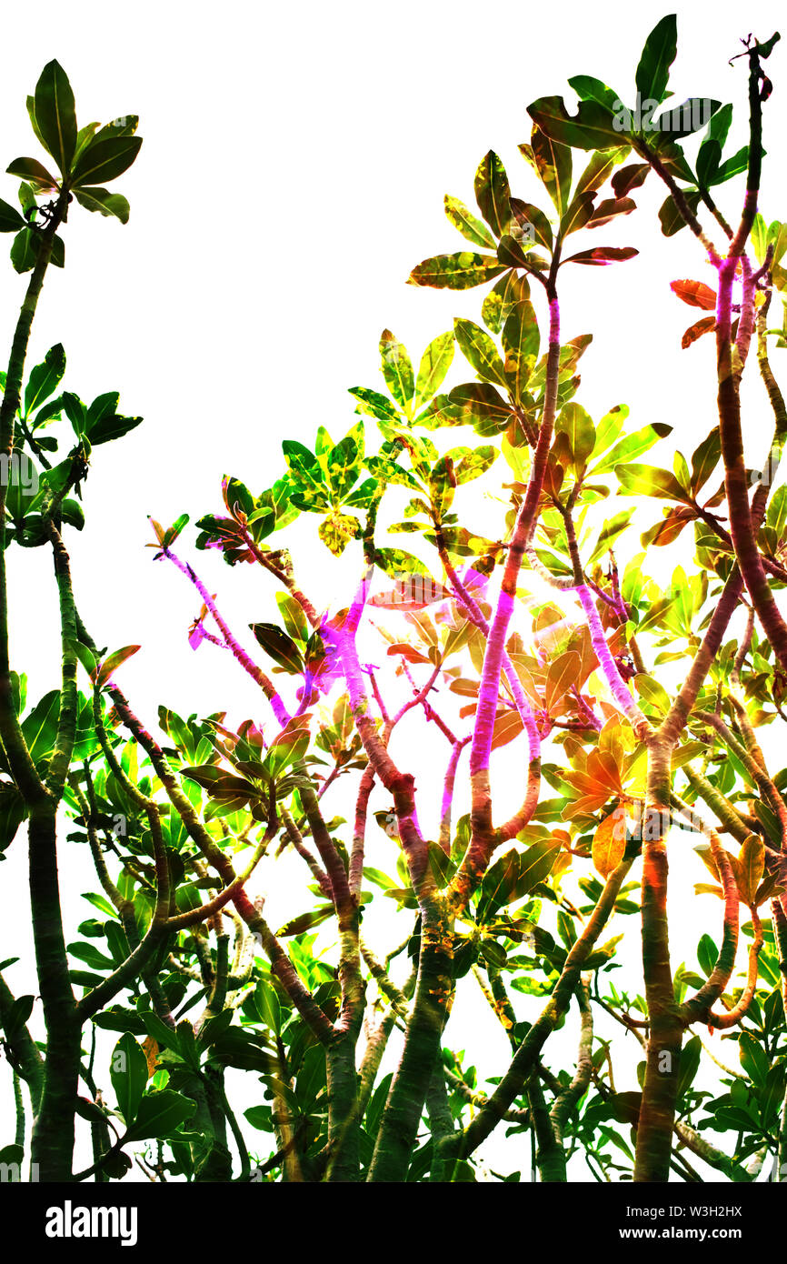 Frangipani trees hi-res stock photography and images - Alamy