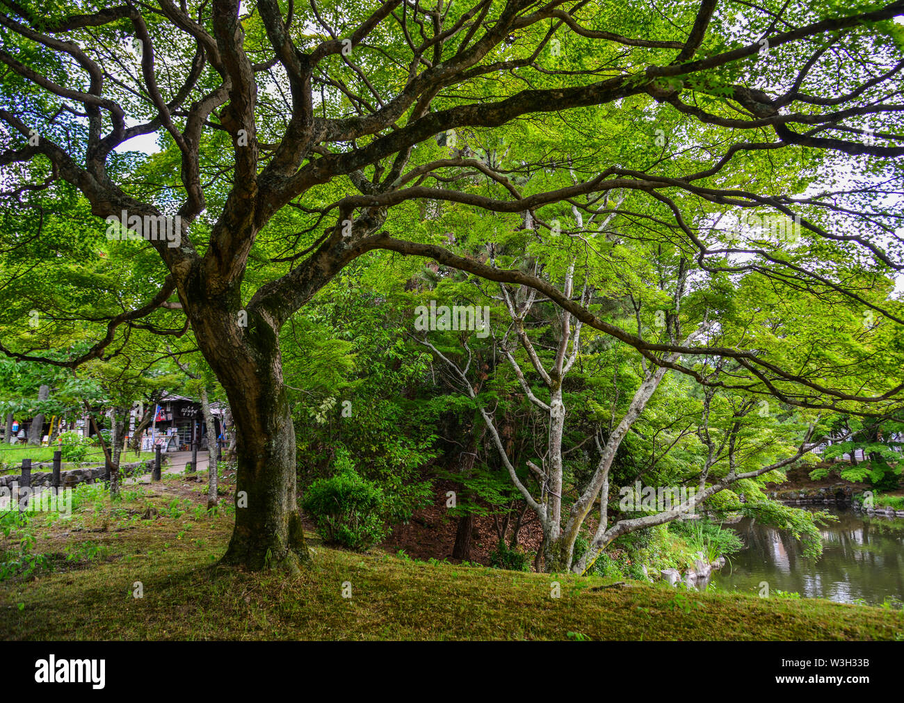 Idyllic landscape of Japanese garden at summer day Stock Photo - Alamy