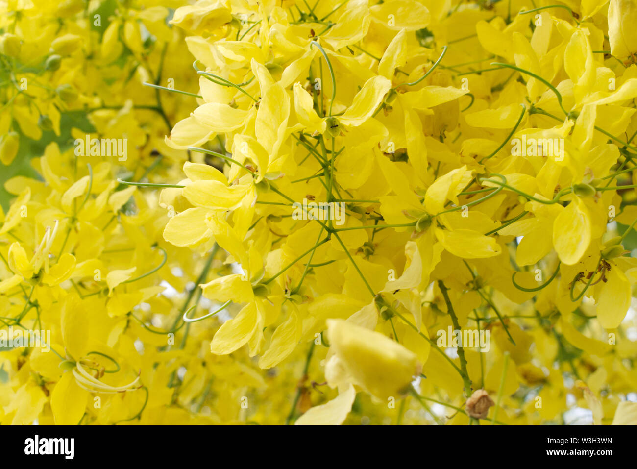 Chain hanging flower hi-res stock photography and images - Alamy