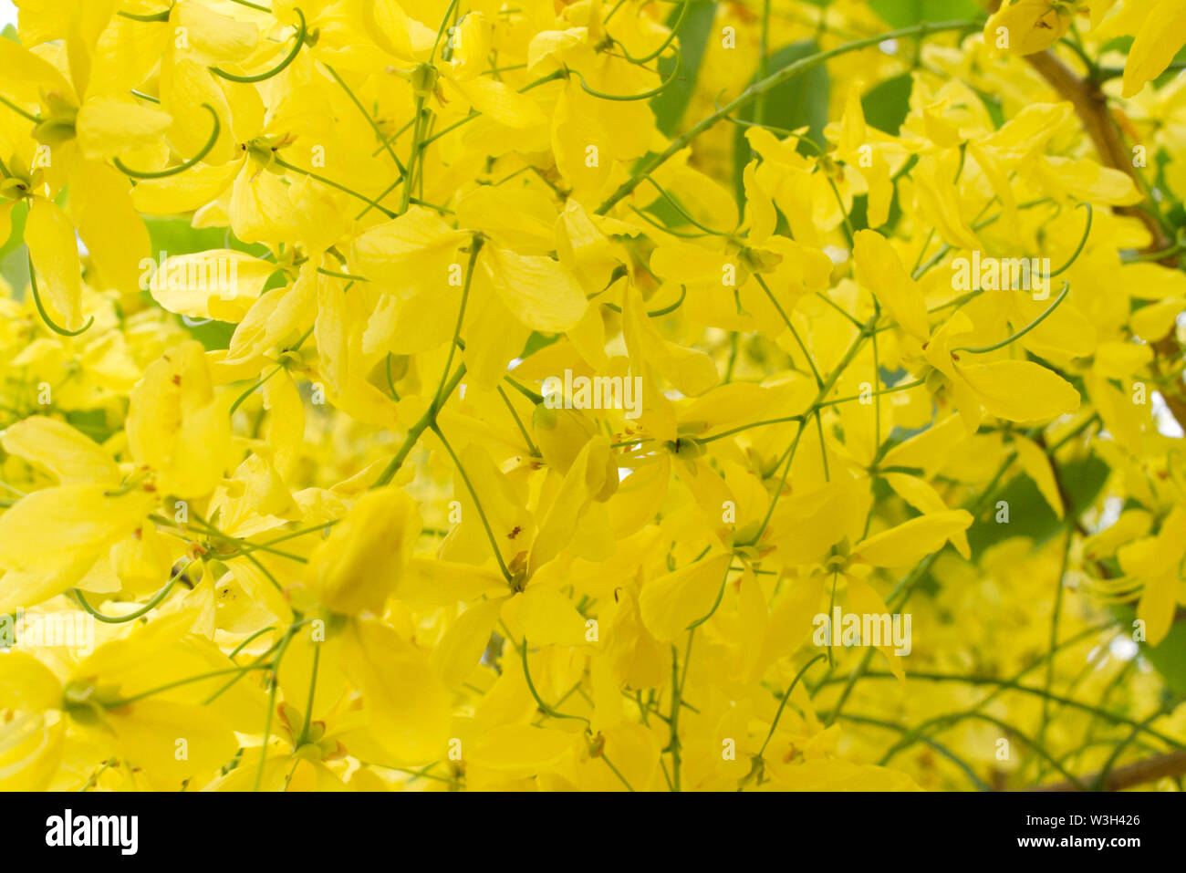 Chain hanging flower hi-res stock photography and images - Alamy