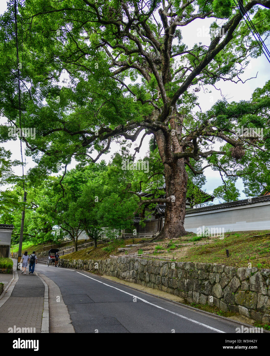 Kyoto, Japan - Jun 24, 2019. Street with huge trees in Kyoto, Japan ...