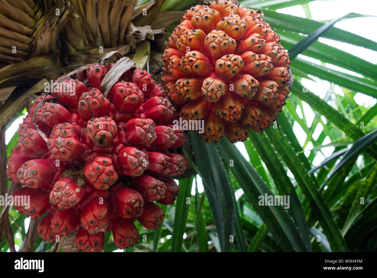 Hala plant hi-res stock photography and images - Alamy