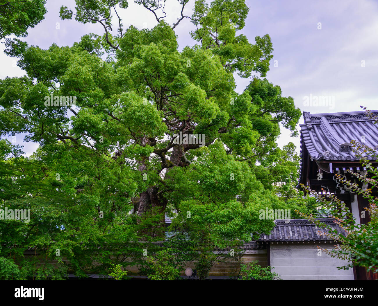 Ancient temple with huge trees at summer day in Kyoto, Japan Stock ...